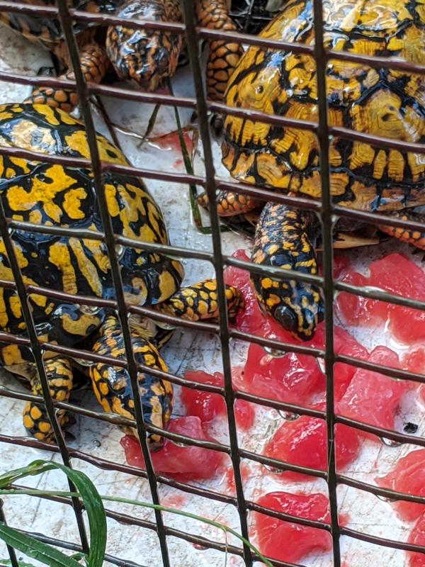 ZOO MED Canned Box Turtle Food, 6-oz can - Chewy.com