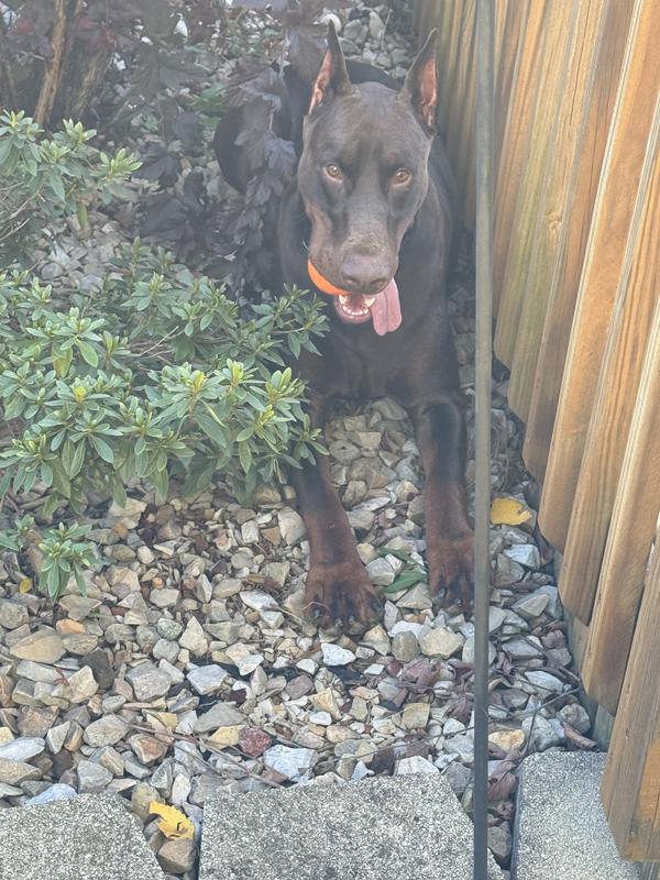 TYLAN (tylosin tartrate) Soluble Powder, 100-gm - Easy Refills | Chewy Rx