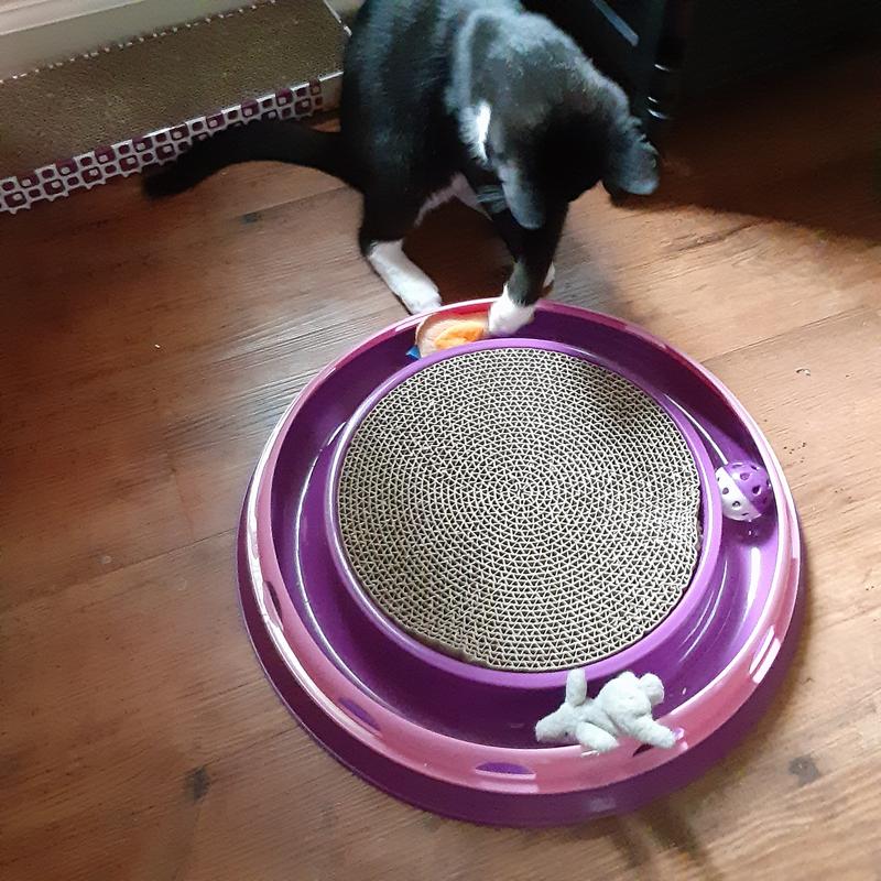 FRISCO Scratch & Roll Scratcher Cat Toy with Catnip, Purple - Chewy.com