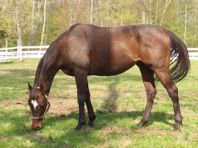 SELECT THE BEST MSM Powder Horse Joint Supplement, 2-lb bucket - Chewy.com