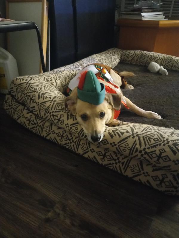 RUBIE'S COSTUME COMPANY Lederhosen Hound Dog Costume, Small - Chewy.com