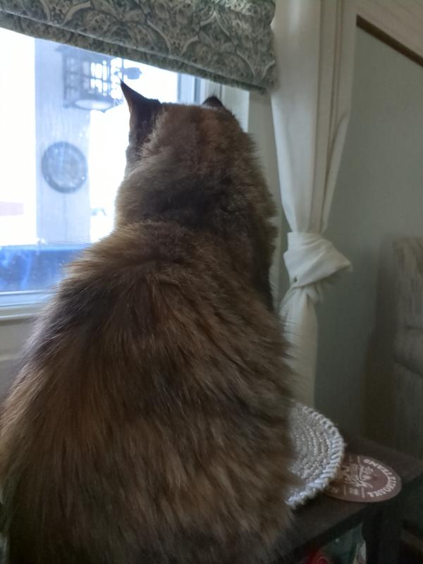 IDEAL PET 23-28 Sash Window Flap Cat Door, White, Small - Chewy.com