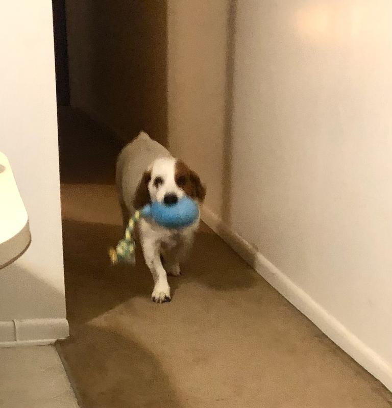 FRISCO Birthday Balloon Plush with Rope Squeaky Dog Toy, Blue, Medium ...