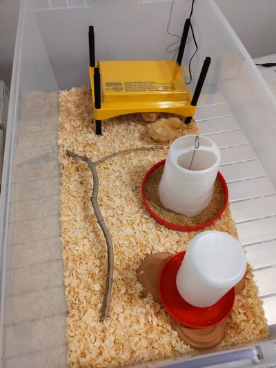 BRINSEA EcoGlow Safety 600 Chick & Duckling Brooder - Chewy.com