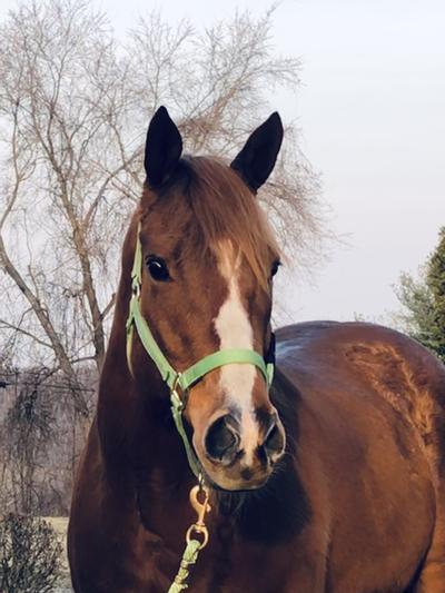 WEAVER EQUINE Original Adjustable Nylon Horse Halter, Blue, Small ...