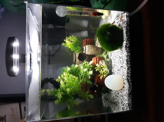 TETRA LED Cube Kit Fish Aquarium, 3-gal - Chewy.com