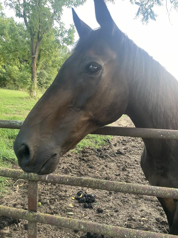 KEYFLOW USA Pink Mash Low Sugar & Low Starch Horse Feed, 33-lb bag ...