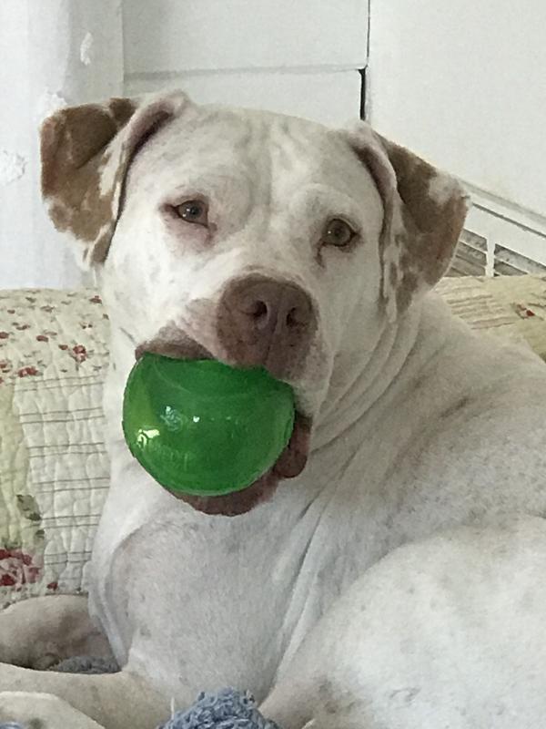 KONG Squeezz Ball Dog Toy, Color Varies, X-Large, bundle of 2 - Chewy.com