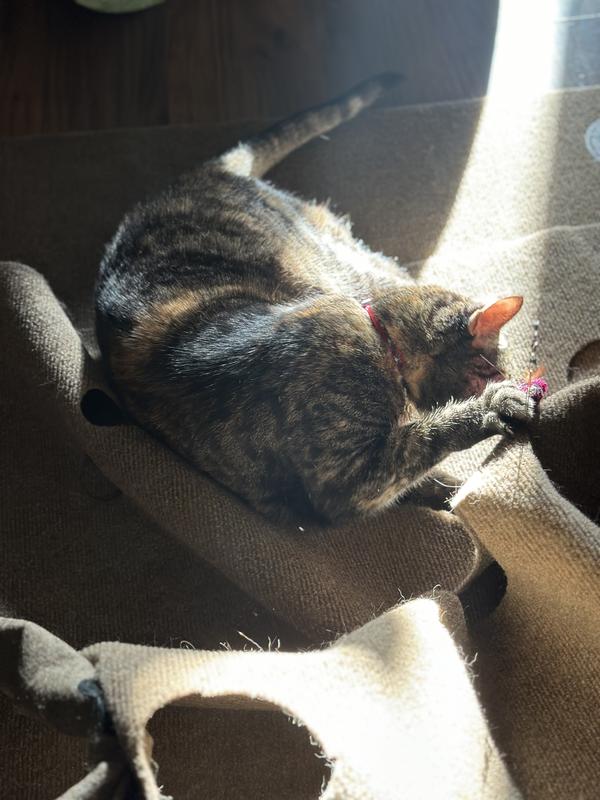 SNUGGLYCAT Ripple Rug Cat Activity Play Mat, Beige - Chewy.com