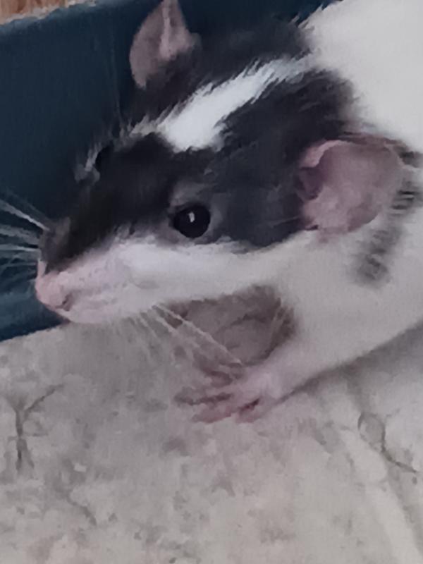 MIDWEST Nation Cozy Rat & Ferret Cube - Chewy.com