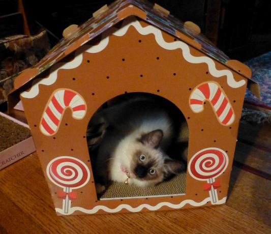 FRISCO Holiday Gingerbread House Cardboard Cat House Cat Toy - Chewy.com