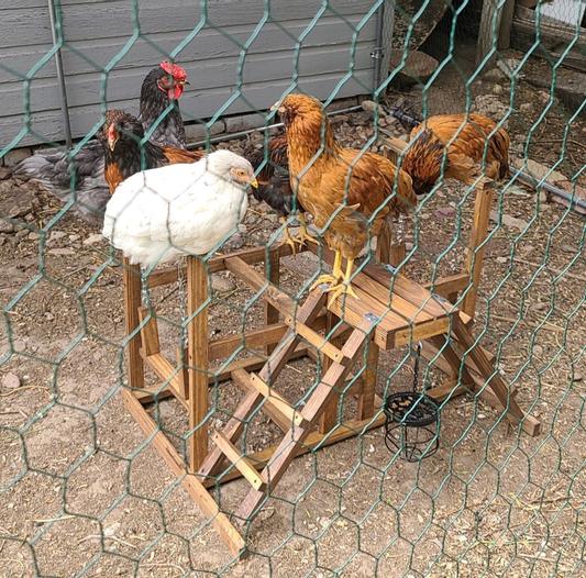 Product Reviews for COOPS & FEATHERS Chicken Play Swing Roost Set