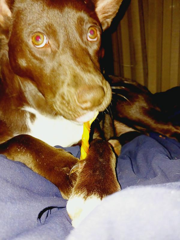 HARTZ Oinkies Chickentastic Hearty Twists Natural Chew Dog Treats, 24 ...