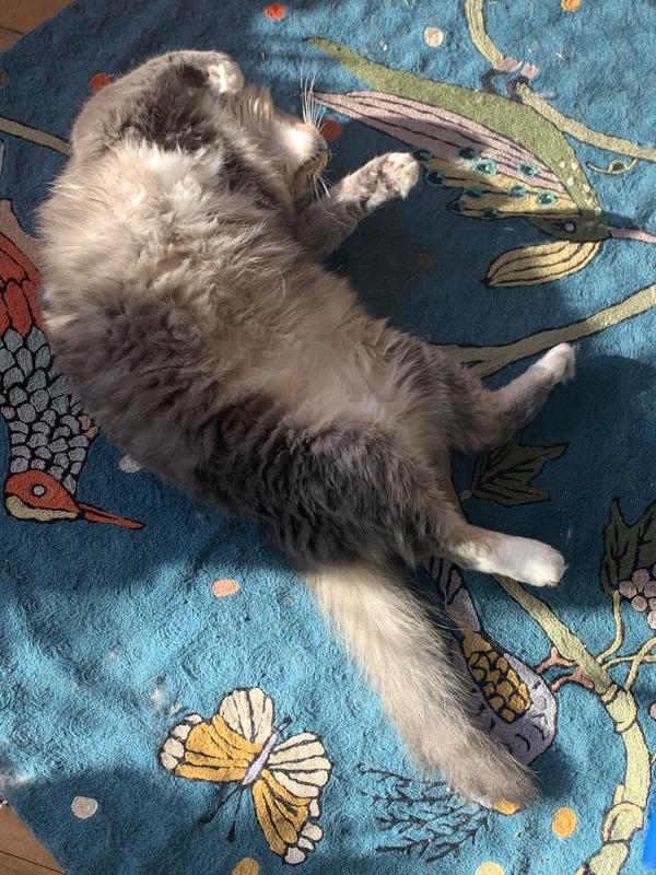 SENTRY Behavior Portable Calming Diffuser for Cats - Chewy.com