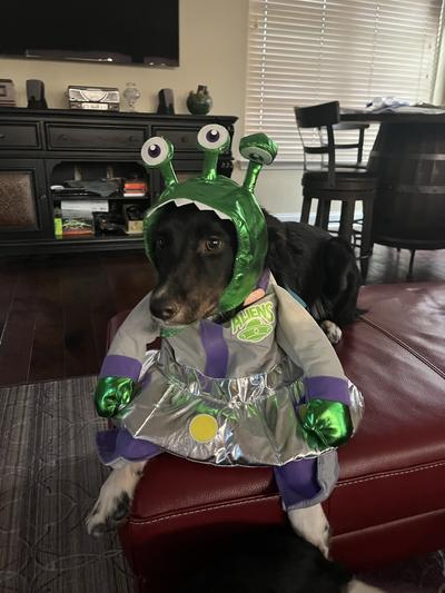 FRISCO Front Walking Alien Dog & Cat Costume, XX-Large - Chewy.com