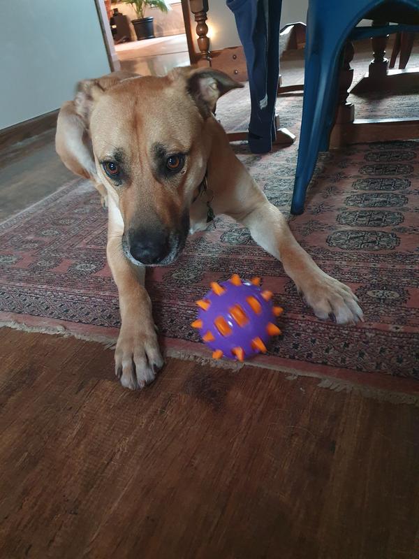 MULTIPET Spike TPR Ball Dog Toy, Color Varies - Chewy.com