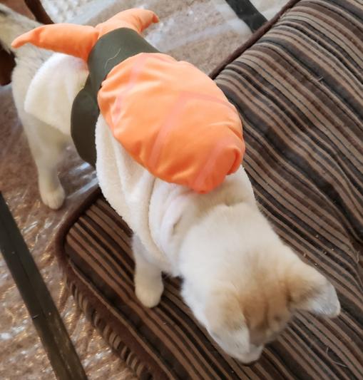 RUBIE'S COSTUME COMPANY Sushi Dog & Cat Costume, Small - Chewy.com