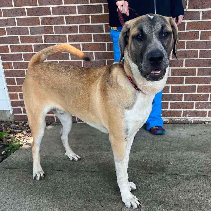 EMBARK Breed & Health Dog DNA Test Kit - Chewy.com