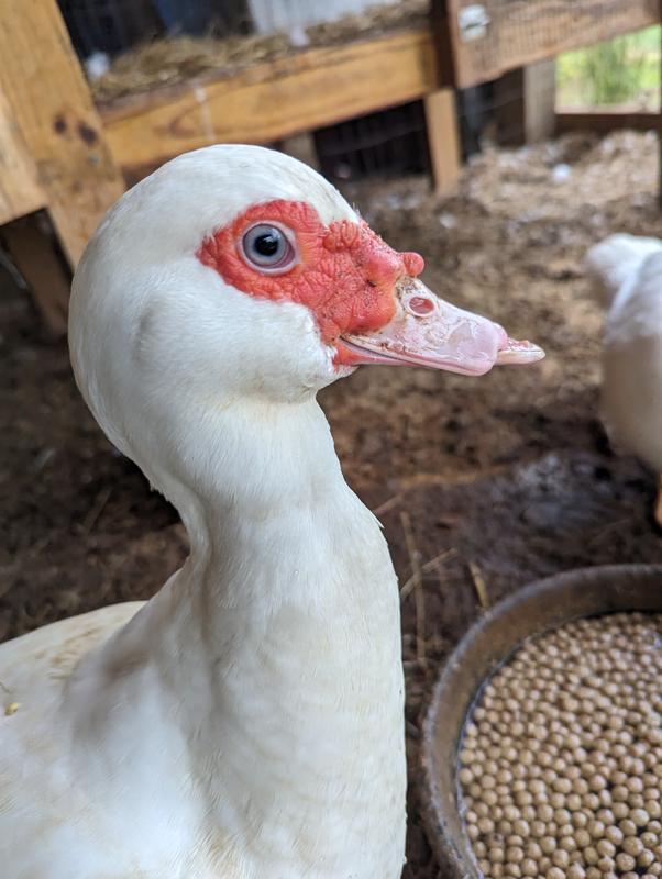 MAZURI Waterfowl Maintenance Pellet Dry Food Duck & Geese Feed, 12-lb ...