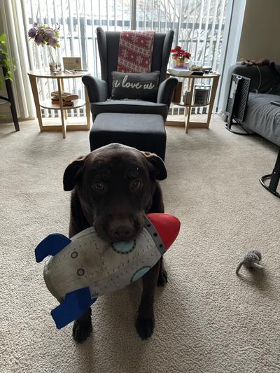 FRISCO Ballistic Nylon Plush Squeaky Rocket Ship Dog Toy - Chewy.com