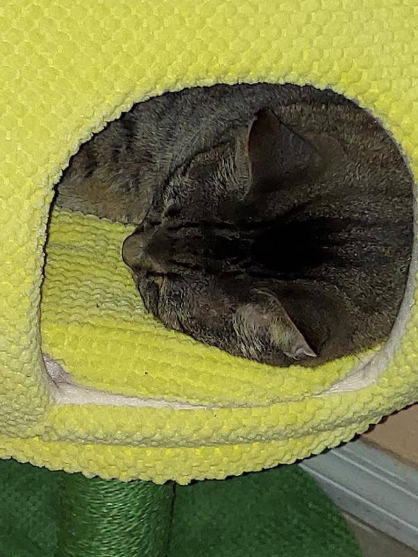 FRISCO Pineapple 33.5" Plush Cat scratching Post and Condo - Chewy.com