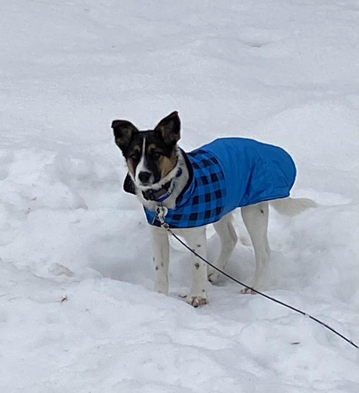FRISCO Mediumweight Boulder Plaid Insulated Dog & Cat Puffer Coat, Blue ...