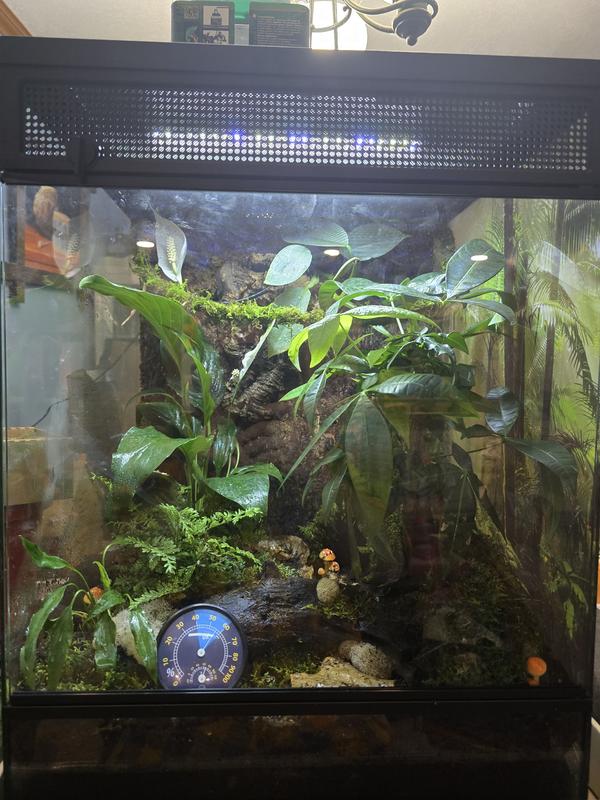 ZOO MED Natural Cork Tile Aquarium Background, 18 x 18-in - Chewy.com