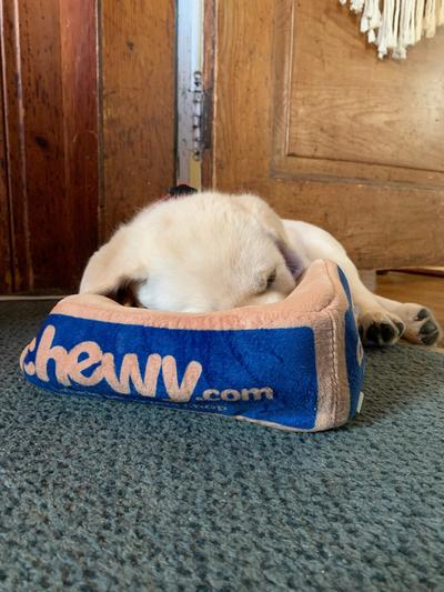 FRISCO Magic Chest Hide & Seek Puzzle Plush Squeaky Dog Toy - Chewy.com