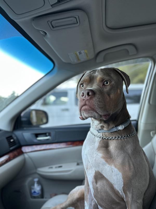 COUNTRY VET NATURALS 24/14 Healthy Diet Dry Dog Food, 35-lb bag - Chewy.com