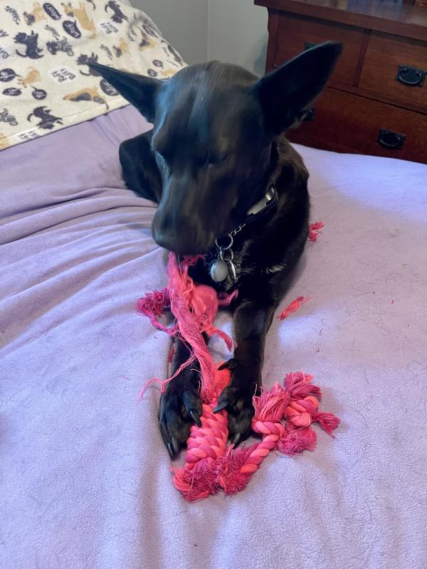 MULTIPET Loofa with Rope Body Squeaky Ropes Tug Dog Toy, Assorted, 10.5 ...