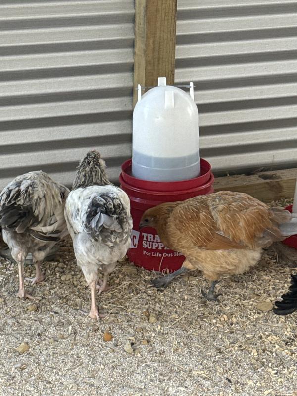 Product Reviews for BUFF CLUCKS Herb Chicken Supplement, 12-oz bag