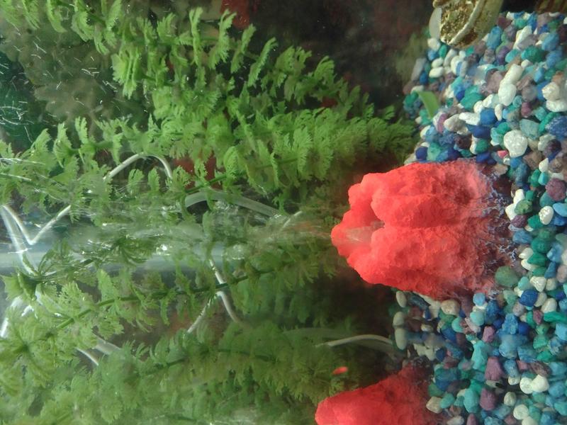 UNDERWATER TREASURES Bubbling LED Volcano Fish Ornament, Large - Chewy.com