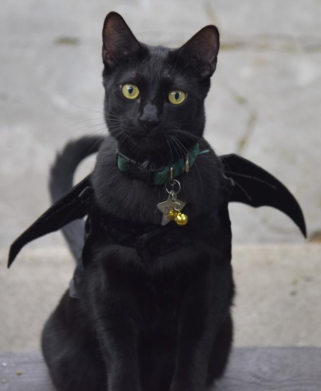 Temporarily Unavailable - FRISCO Bat Dog & Cat Costume Cape, XX-Large ...