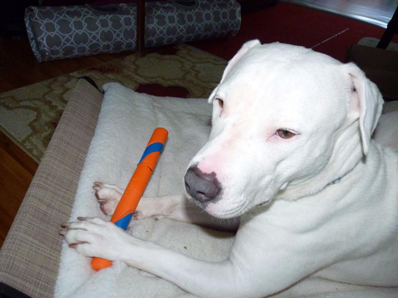 CHUCKIT! Ultra Fetch Stick Dog Toy - Chewy.com