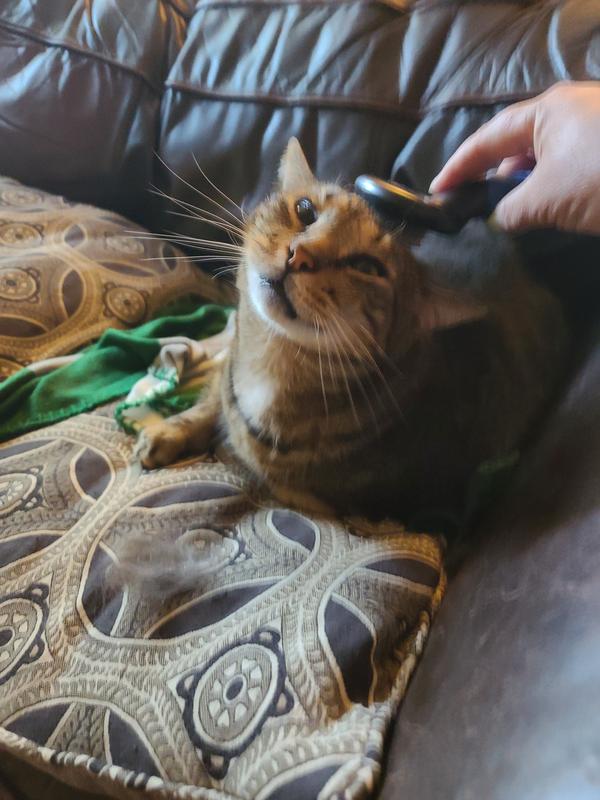 FRISCO Slicker Cat Brush - Chewy.com