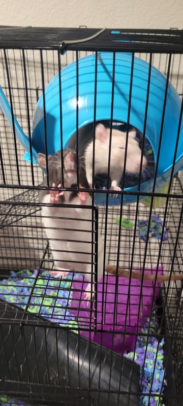 LIXIT Critter Space Pod Small Animal Hideout, Color Varies, Large ...