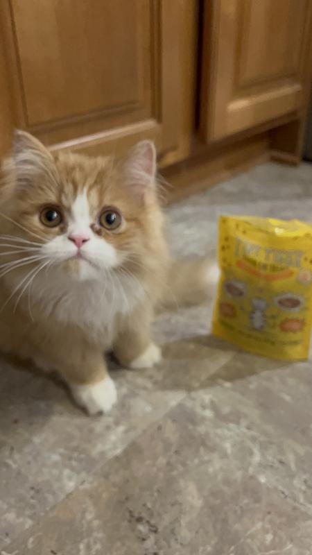 TINY TIGER Chicken Chompers Flavor Filled Crunchy Cat Treats, 16-oz bag ...