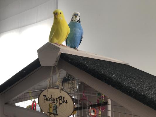 Out of Stock - TRIXIE Natura 2-Story Aviary Bird Cage - Chewy.com