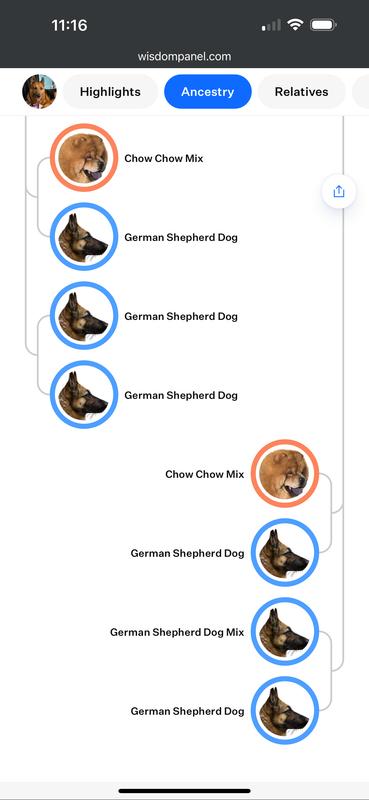 WISDOM PANEL Breed Discovery Breed Identification DNA Test for Dogs ...