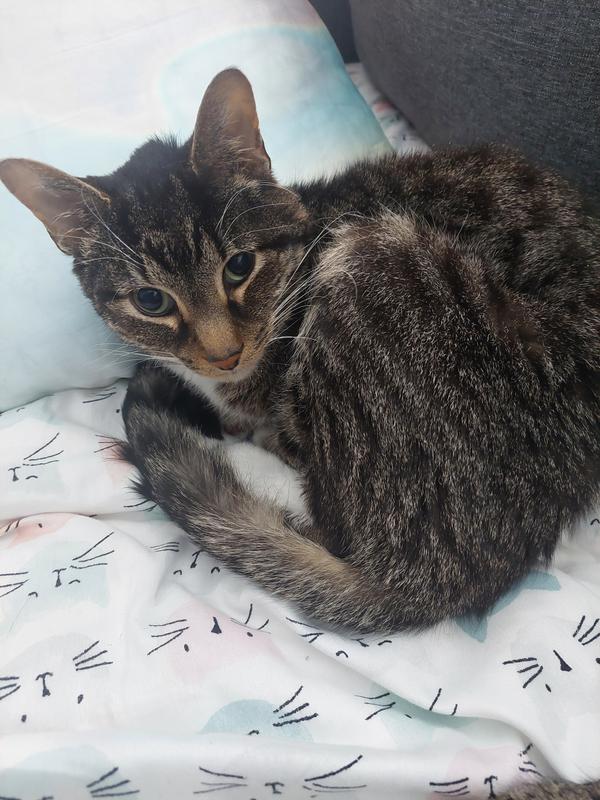 ELURA (capromorelin oral solution) for Cats, 20 mg/mL, 15 mL - Easy ...