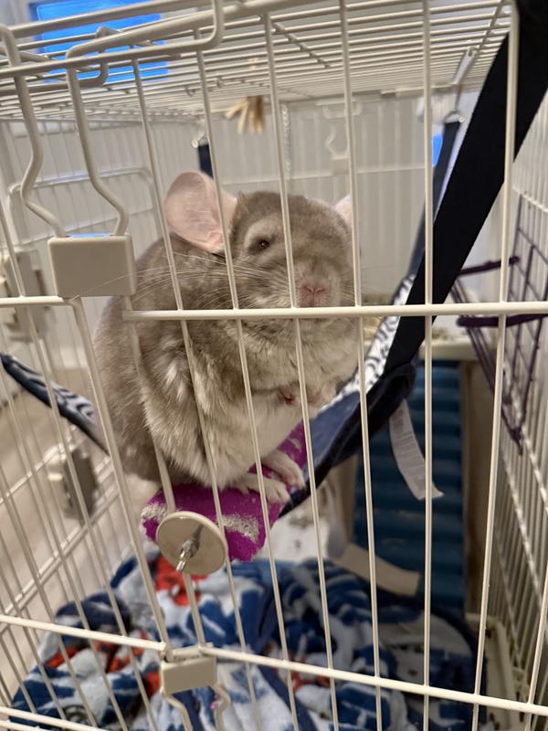 KAYTEE Lava Ledge Small Animal Toy, 5.8-in - Chewy.com