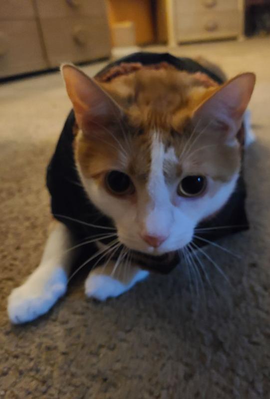 FRISCO Heavy Weight Matte Quilted Volume Dog & Cat Puffer, Burgundy ...