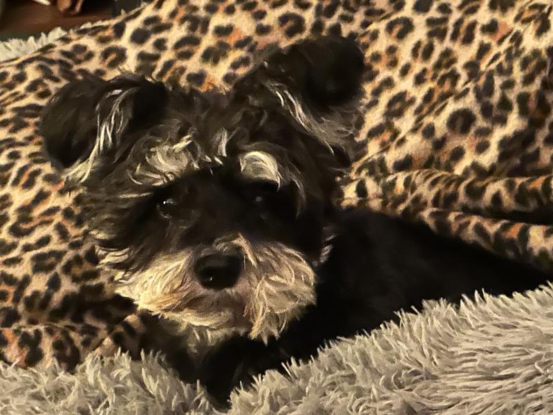 VETORYL (trilostane) Capsules for Dogs, 10-mg, 60 capsules - Chewy.com