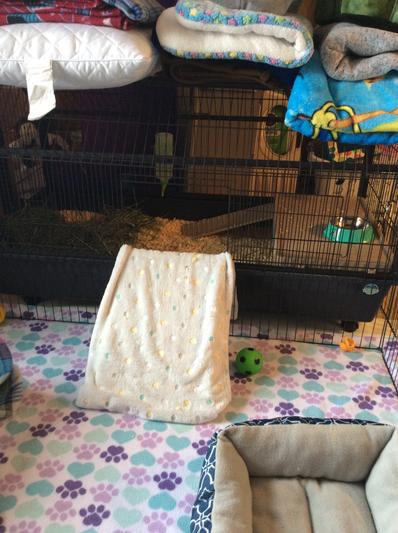 OXBOW Enriched Life Small Animal Cage with Play Yard, X-Large - Chewy.com