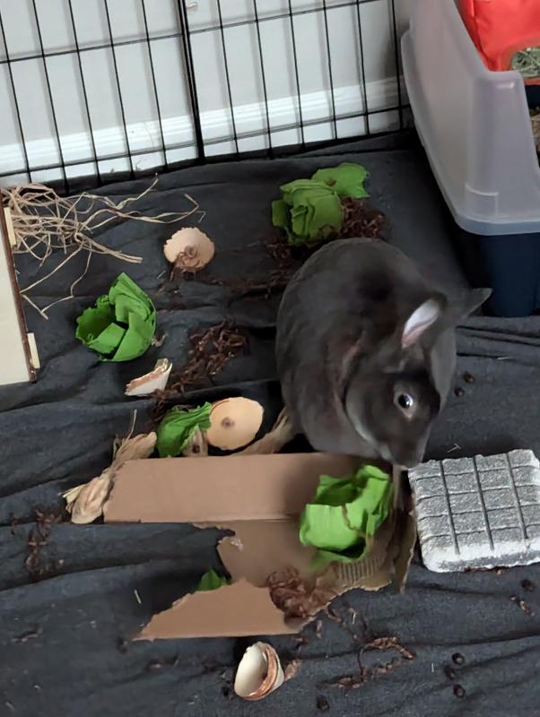 OXBOW Animal Health Enriched Life Garden Dig Box Small Animal Toy ...