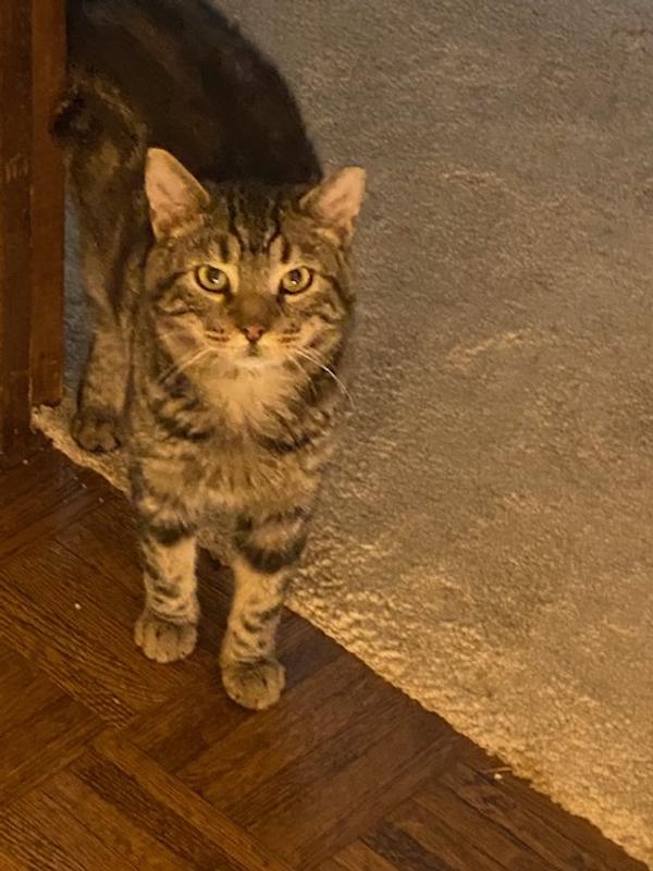 Out of Stock - CATSTAGES Infinity Ball Track Including One Light-Up ...