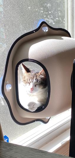 K&H PET PRODUCTS EZ Mount Bubble Pod Cat Window Perch, Tan - Chewy.com