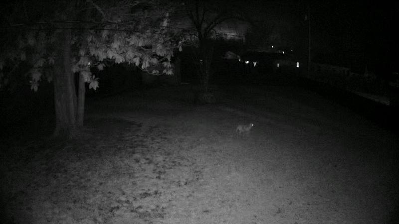 RING Stick Up Cam Outdoor WiFi Pet Camera, White - Chewy.com