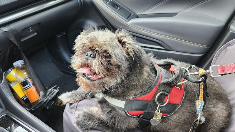 CARPROFEN (Generic) Flavored Tablets for Dogs, 100-mg, 1 tablet - Chewy.com