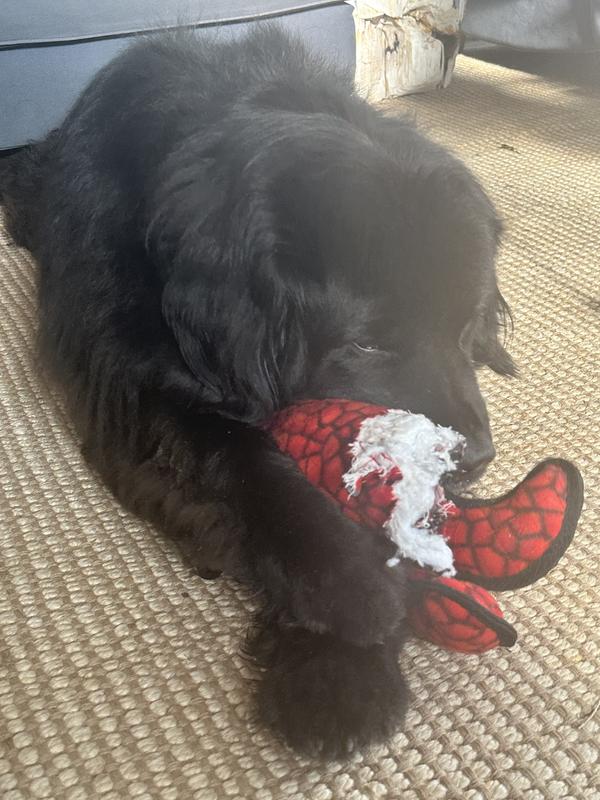 TUFFY'S Ocean Creatures Larry Lobster Squeaky Plush Dog Toy - Chewy.com